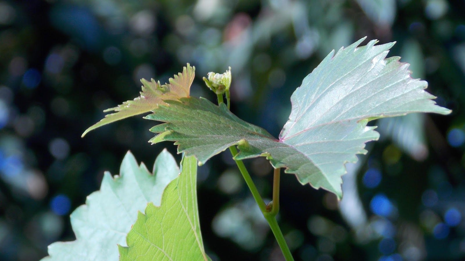 Parra de uva wallpapers HD