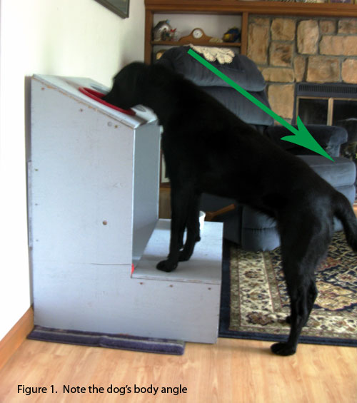 pneumonia canina , megaesofago e refluxo em cães - PetEscadas