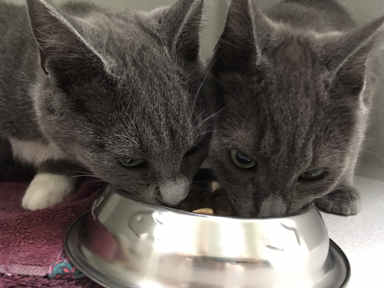 Shoreline Area News: Seattle Area Feline Rescue receives three cats ...