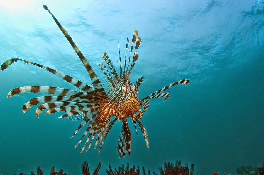 LION FISH photos - wallpapers (ανανεωμένο) | the fun bank
