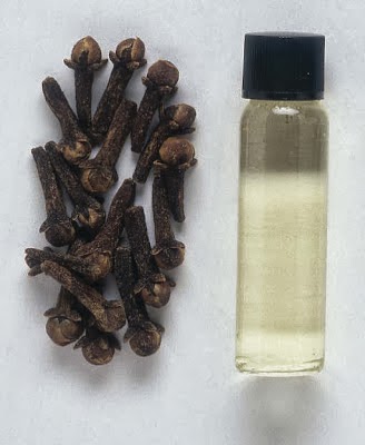 Clove Oil ~ Sanatory Plants