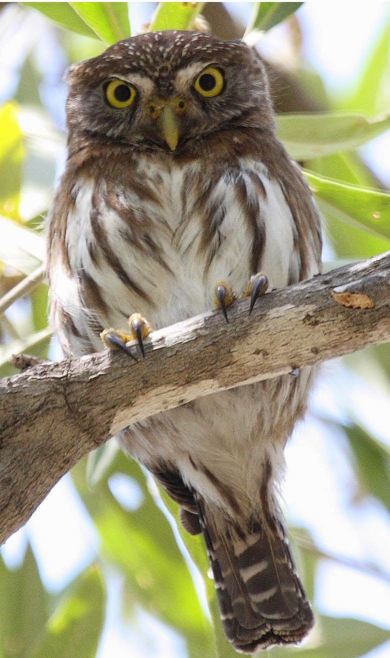 Flora y Fauna de Veracruz: AVES