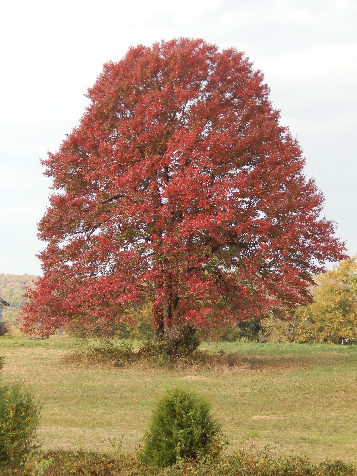 Thoughts from Frank and Fern: Homestead News, Volume 15