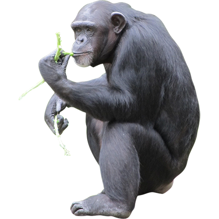 GEOGRAFI LINGKUNGAN: SIMPANSE : KERA BESAR DENGAN TINGKAT KECERDASAN TINGGI