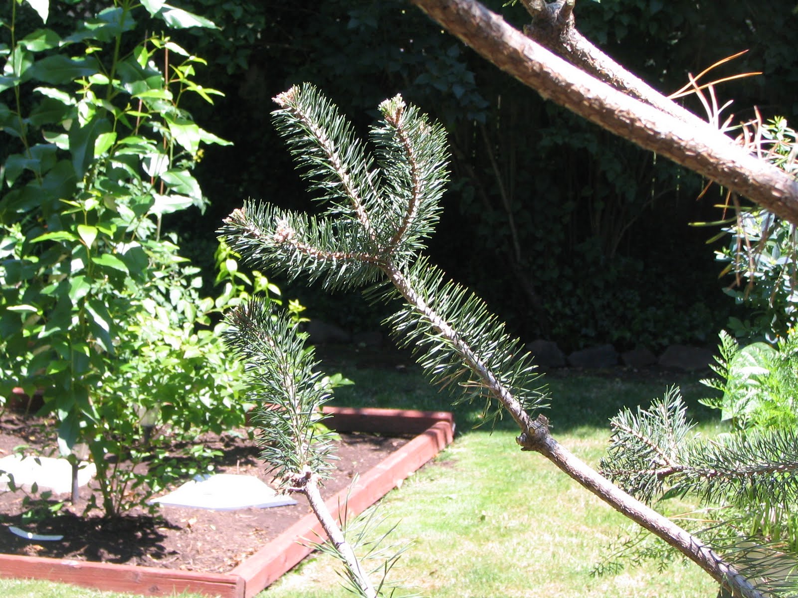 The Poodle Tree Experiment: Big Day - the Tree gets its first trim