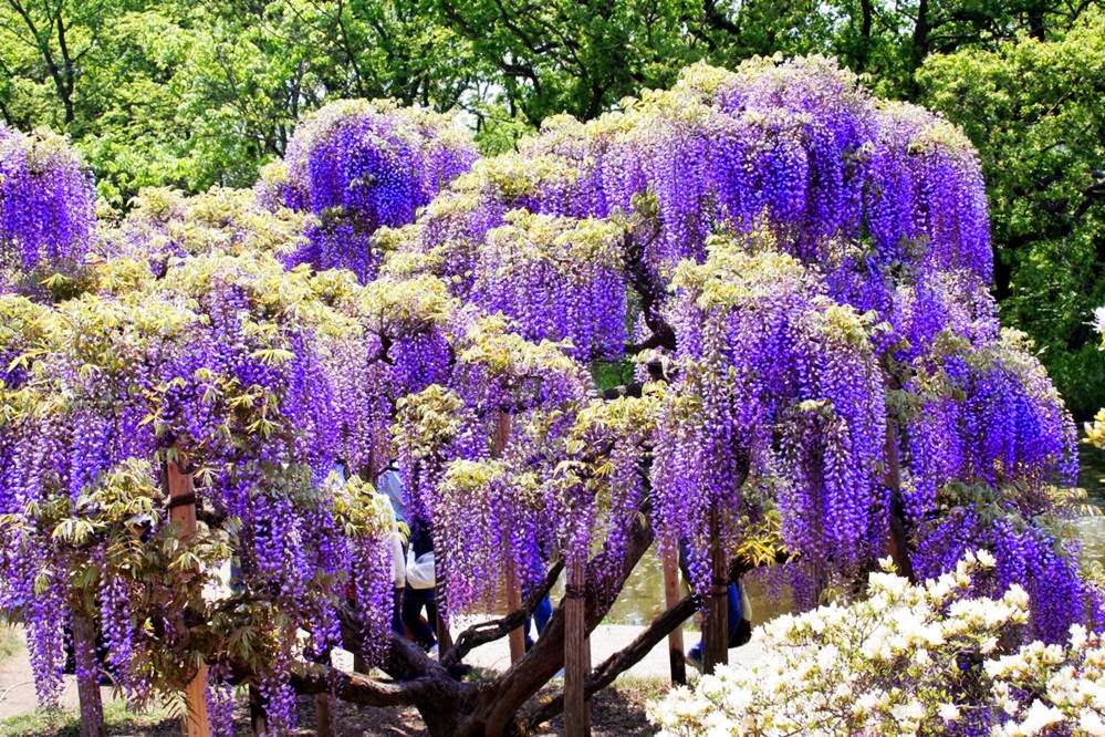 Mail2Day: 100 Years Old | Beautiful Wisteria in Japan