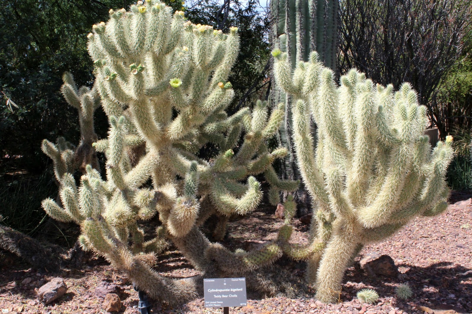 Wildflower Loop Trail, Desert Botanical Garden, Arizona | Caravan Sonnet