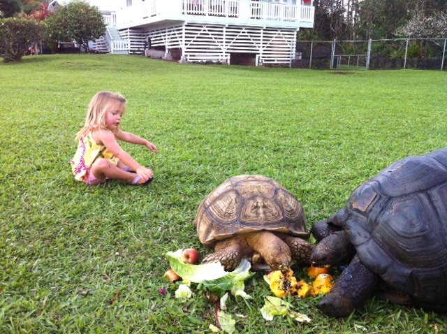 Big Adventures Big Island: Tortoise Farm