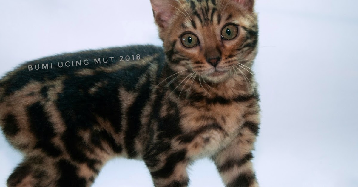 KUCING BENGAL INDONESIA: JUAL KUCING KITTEN BENGAL MURAH
