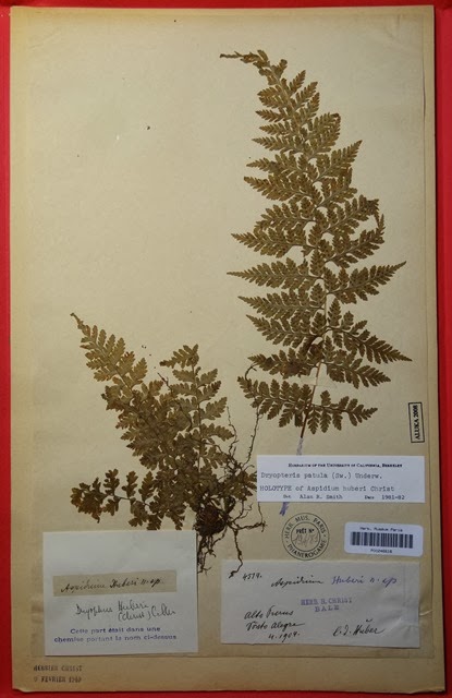 Jacques Huber and the Amazonian Botany: Plant collections