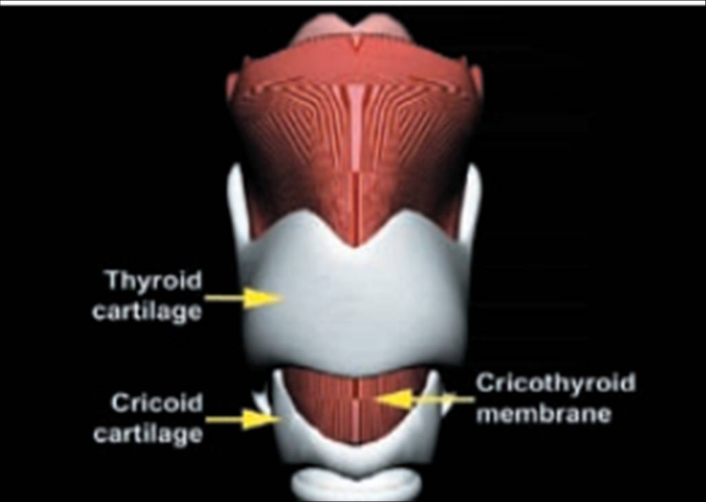 Phimaimedicine: 2,210 Emergent surgical cricothyrotomy ...