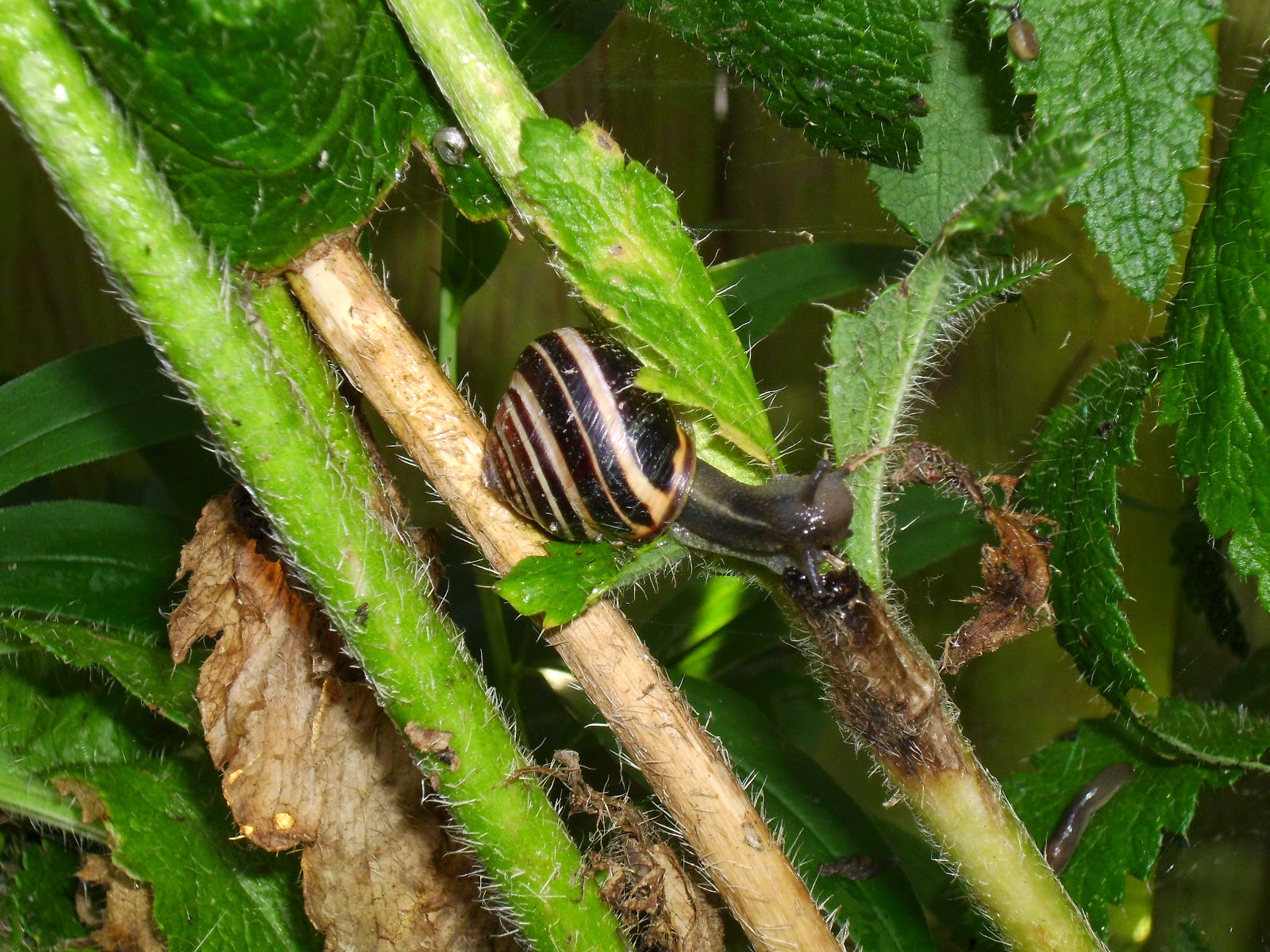 Het paradijsje van Jane: Dier #12: De slak (Gastropoda)