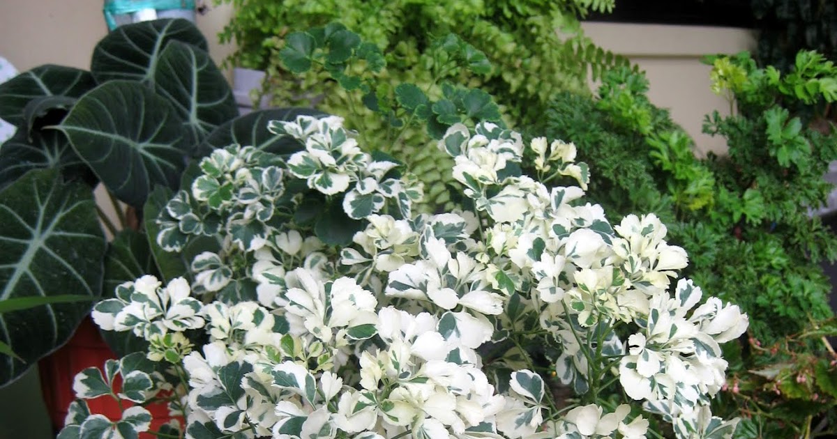 MY PLANT FINDER | Plant Guide: Polyscias 'Dwarf Variegata'