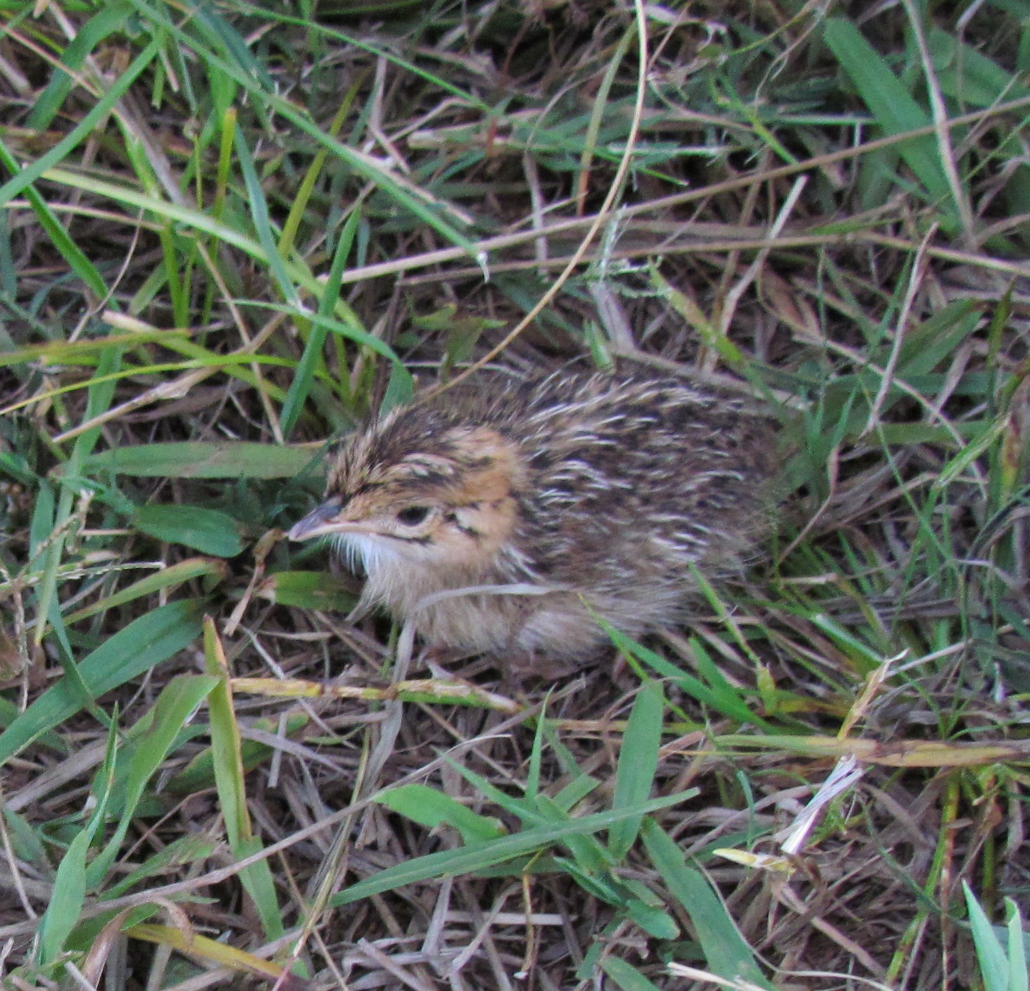 Retendo Momentos: Filhote de Perdiz