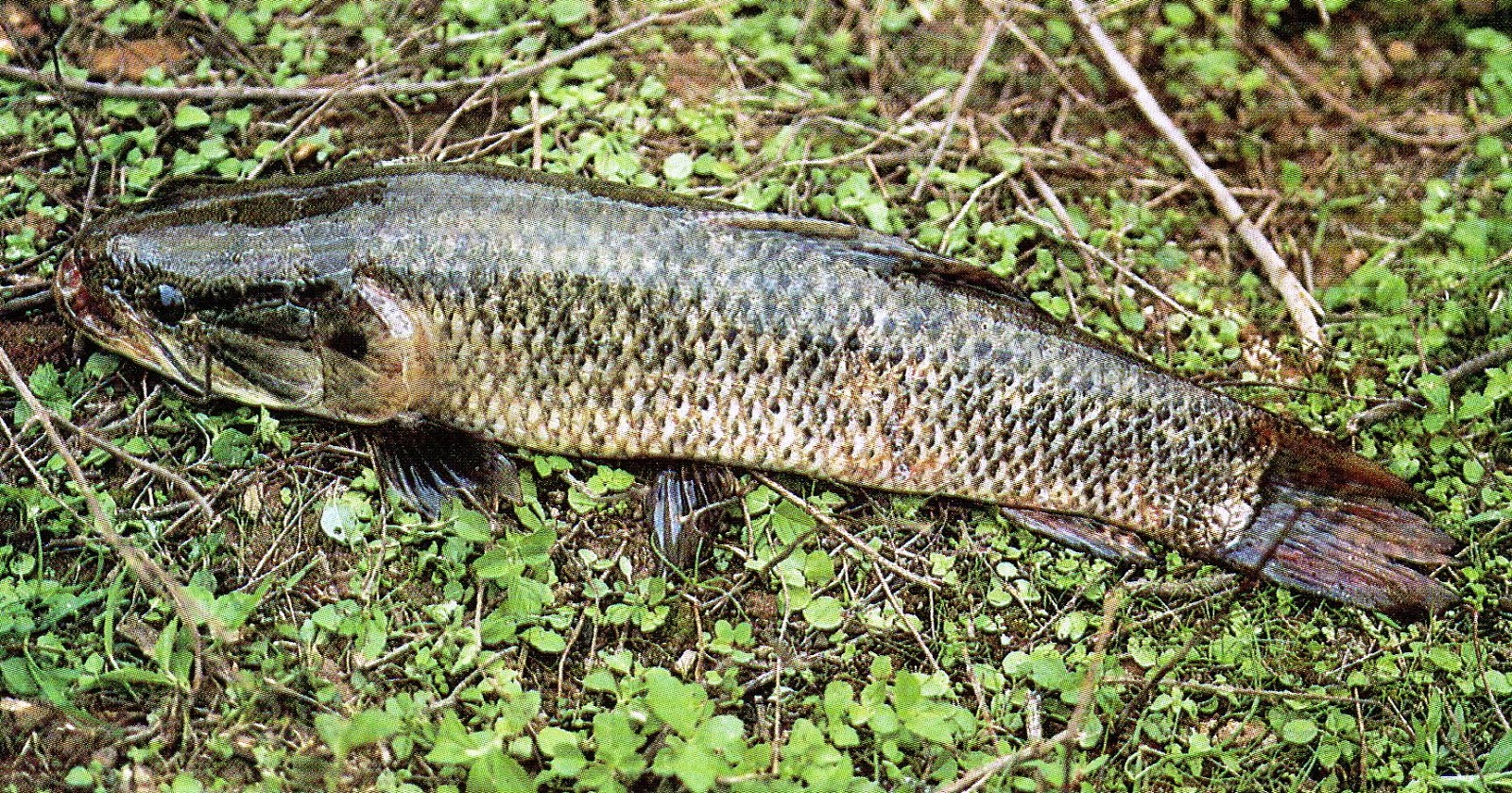 Revista Aruanã Lazer e Esporte no Meio Ambiente: CULINÁRIA: FILÉ DE ...