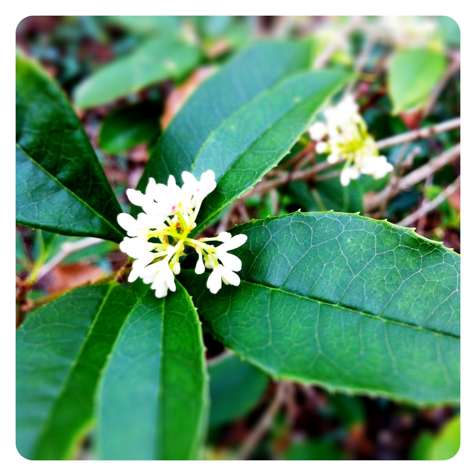 The Pate Family Chronicles | Just us- composing our life song, one note ...