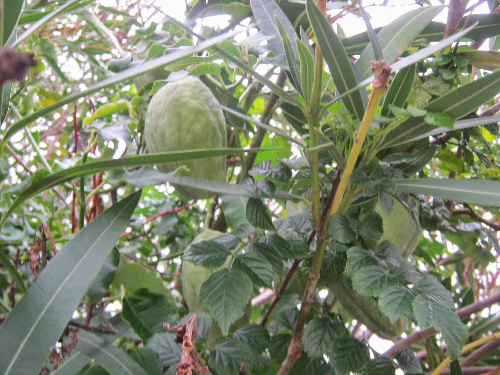 my walk with food and beautiful plants and flowers: moth plant Araujia ...