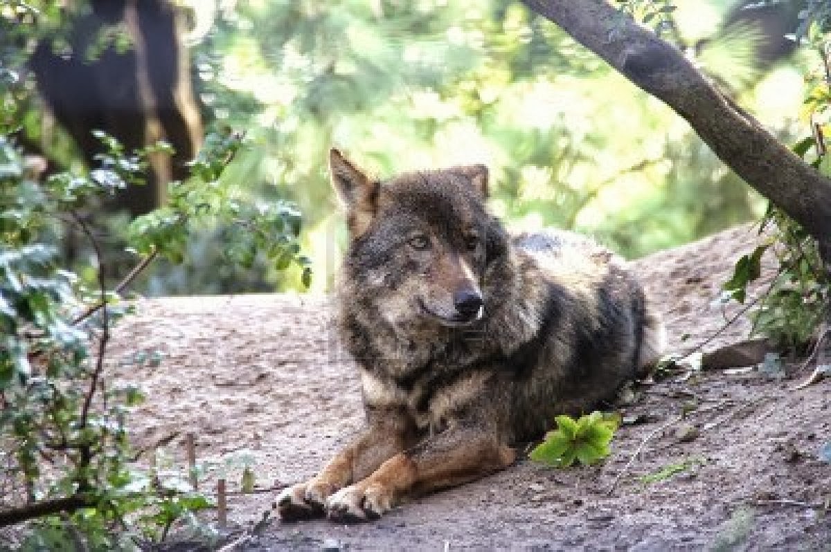 Bosque Olvidado: octubre 2013