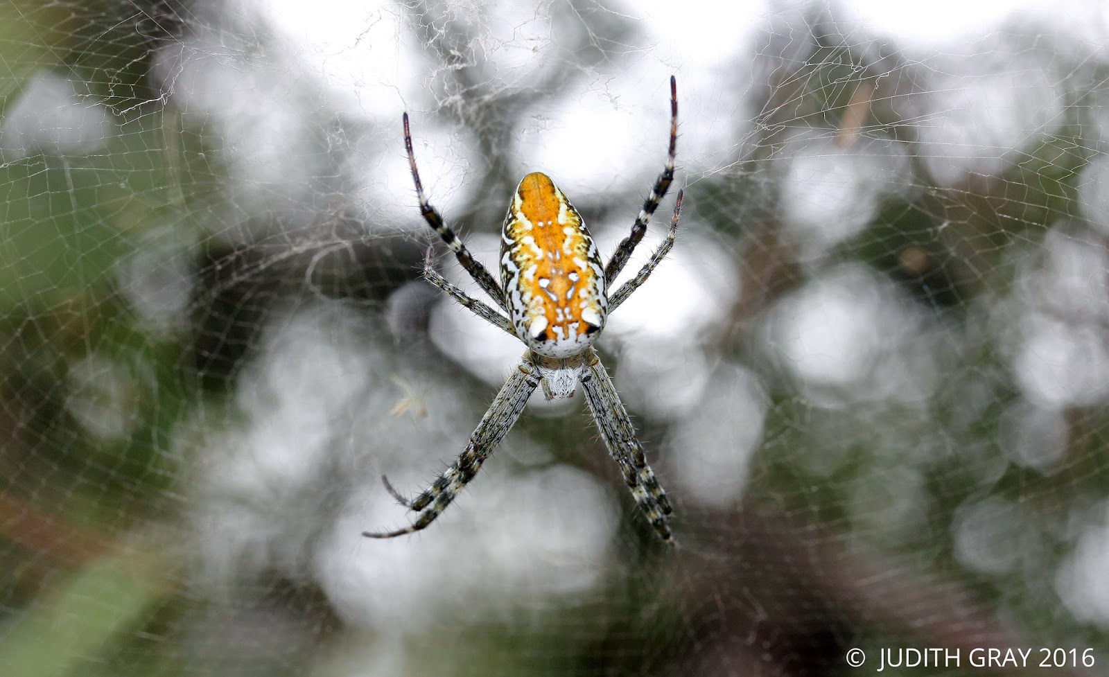 Dome Tent Spider in Web