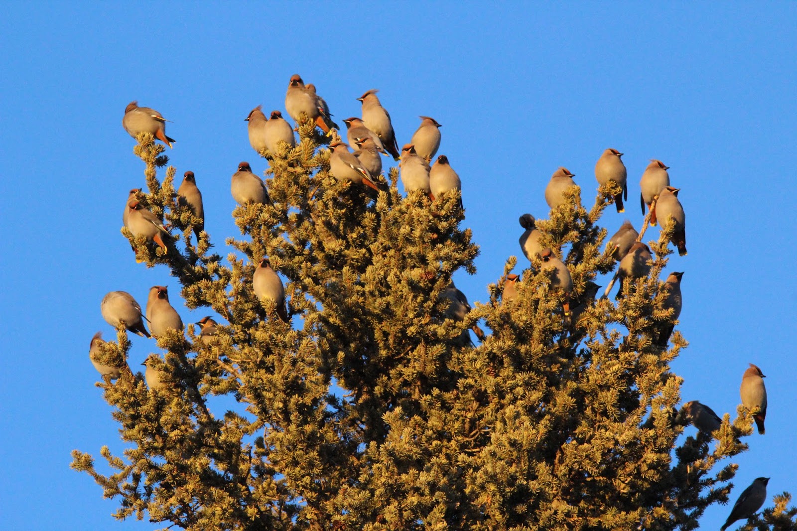 Get Me Outdoors: Weaselhead Flats