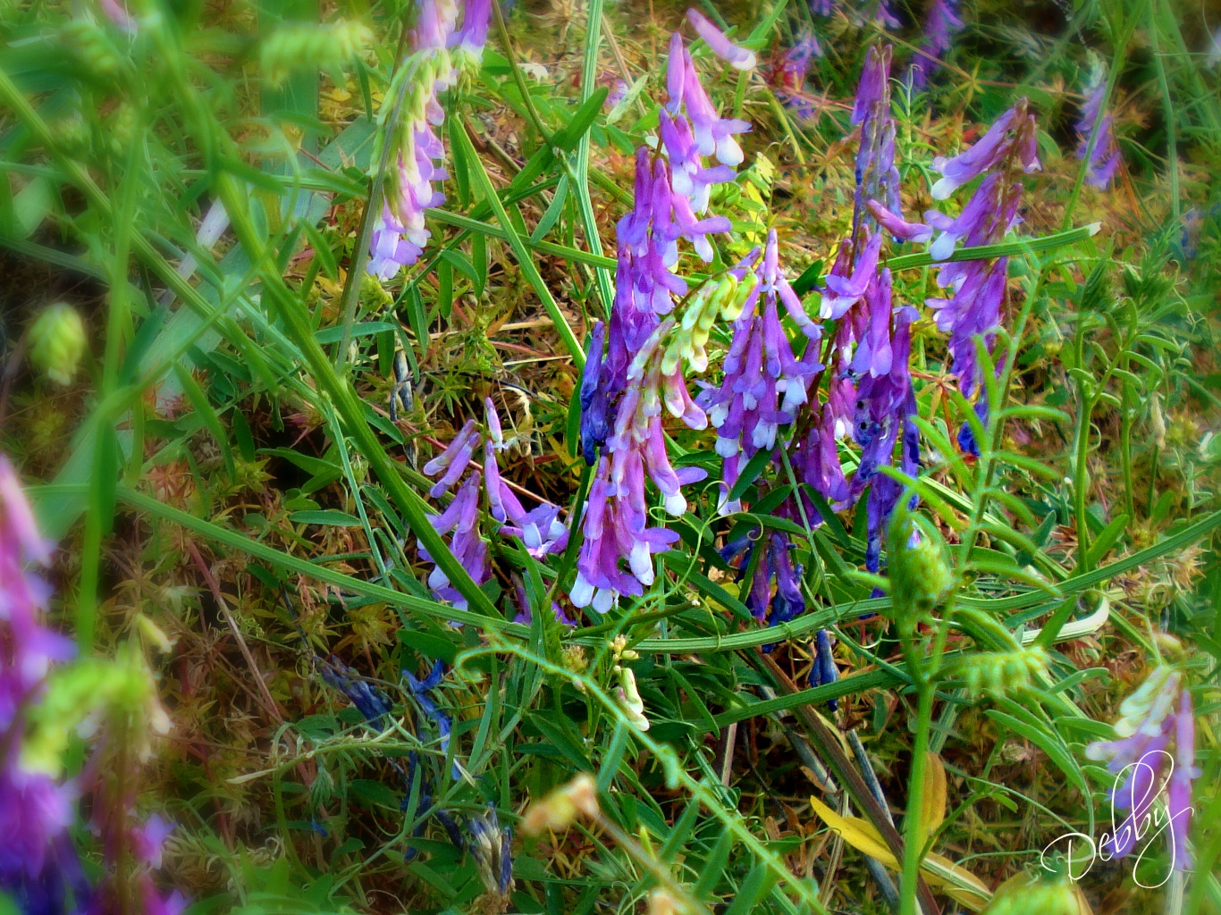 My Favorite Things: Beautiful Weeds