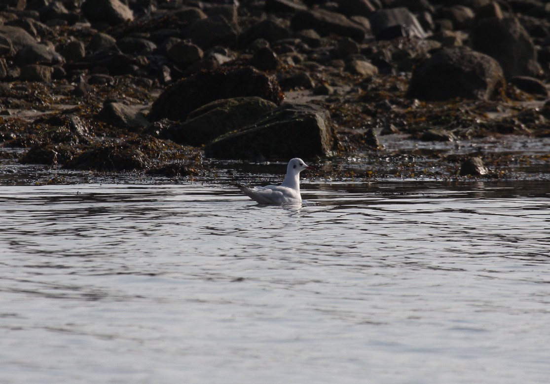 New England Coastal Birds: "Three Days of Winter Seabirding on Cape Cod ...