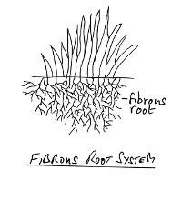 My Broken Garden: Types of Root System
