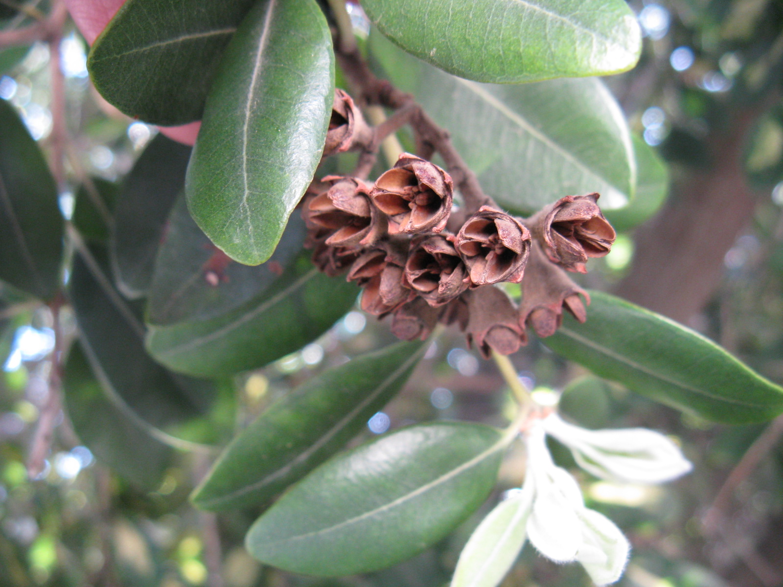 Trees of Santa Cruz County: Metrosideros excelsa - New Zealand ...