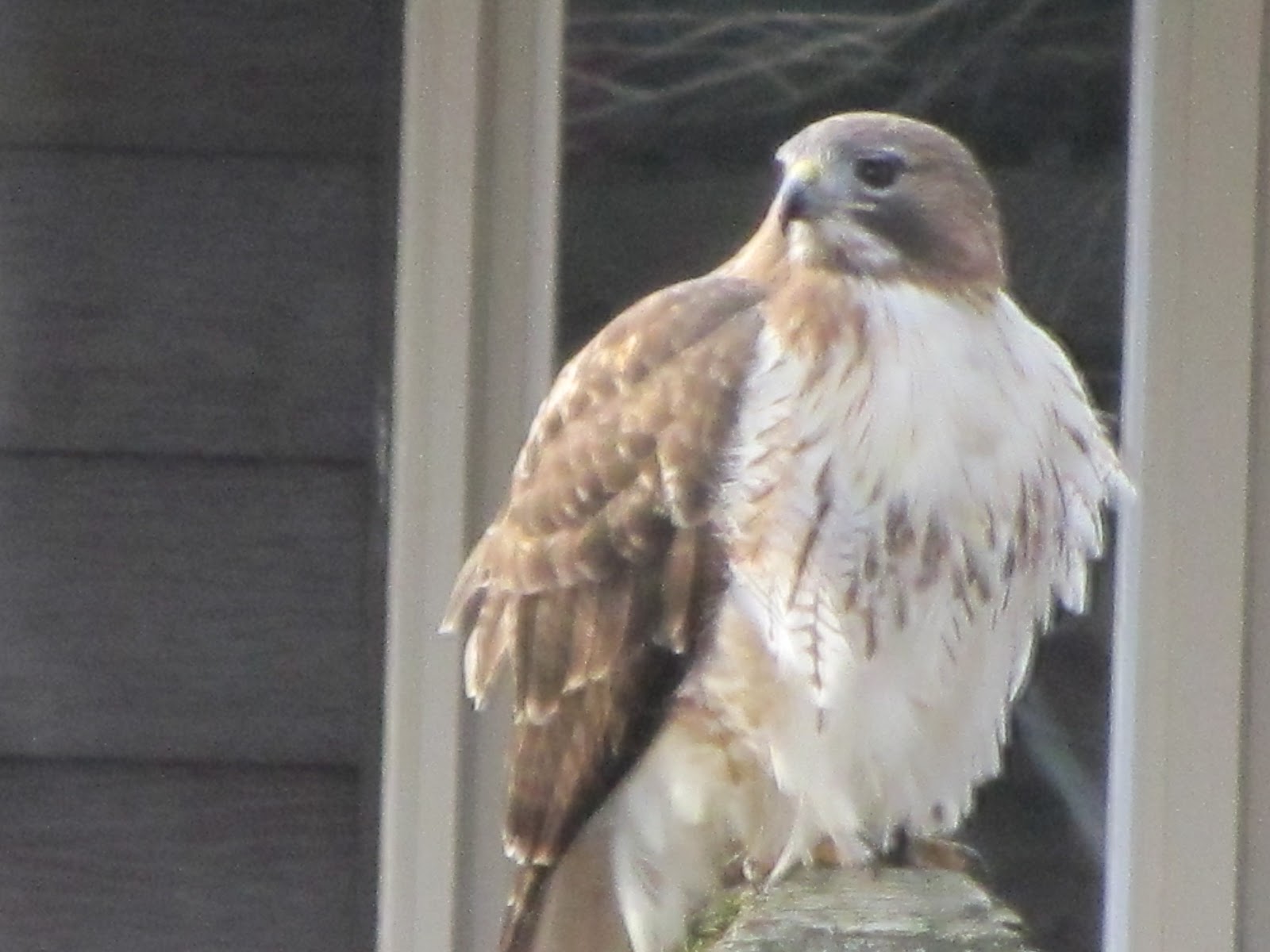 Paper Cut Screams: Red-Tailed Hawk
