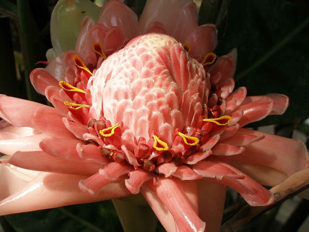 Flowers: Etlingera elatior (torch ginger)