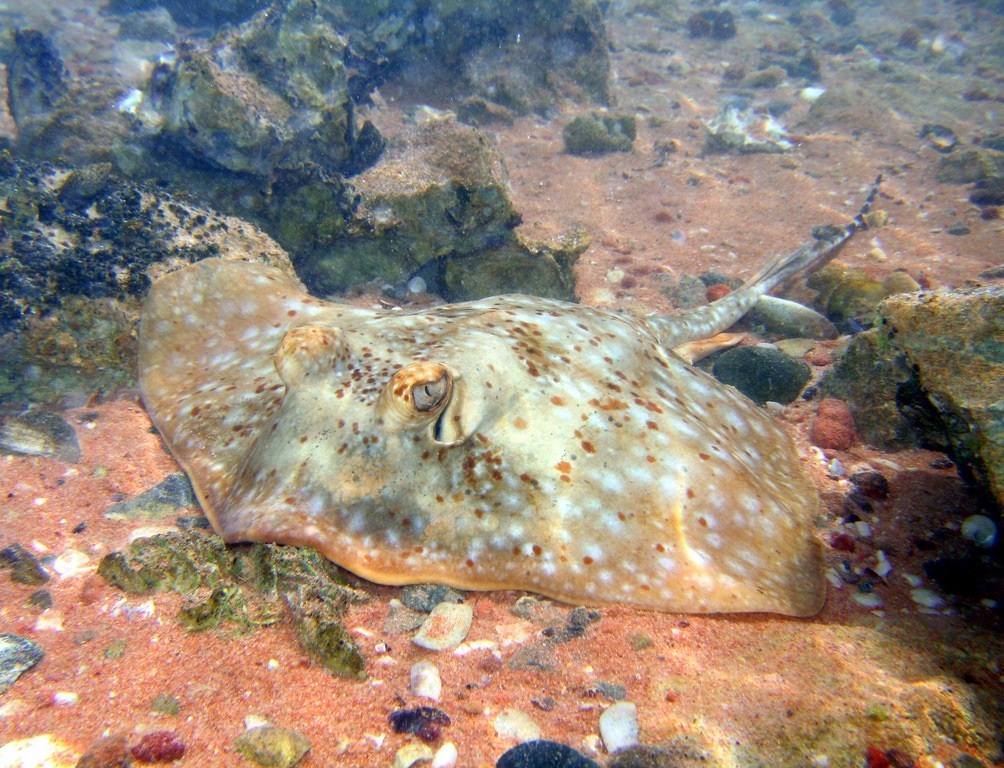 Species New to Science: [Ichthyology • 2010] Neotrygon ningalooensis ...