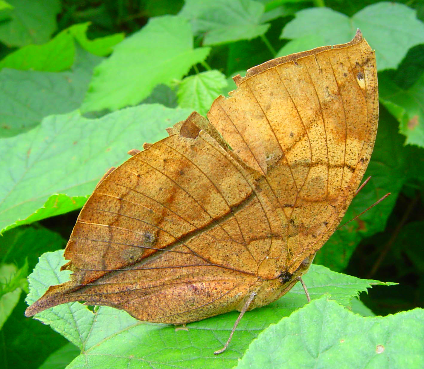 Totul despre fluturi: Kallima Inachus