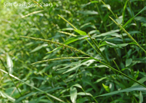 Native Plants with Adams Garden: Stilt Grass is in Bloom