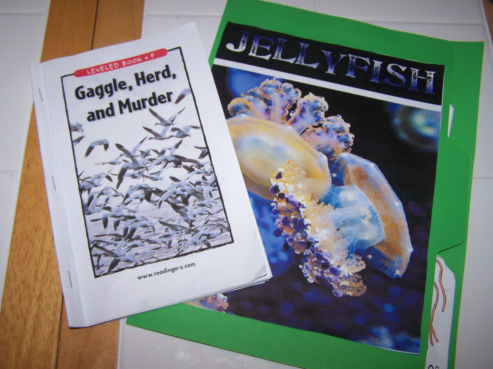 Walnut Hill Homeschool: First Grade Reading: Jellyfish Study