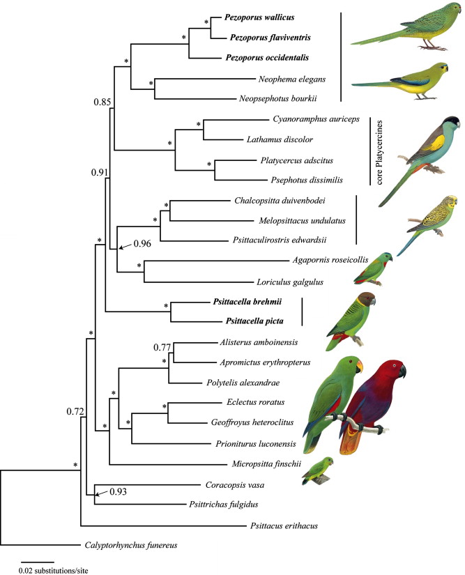 Species New to Science: [Ornithology • 2011] Molecular systematics of ...