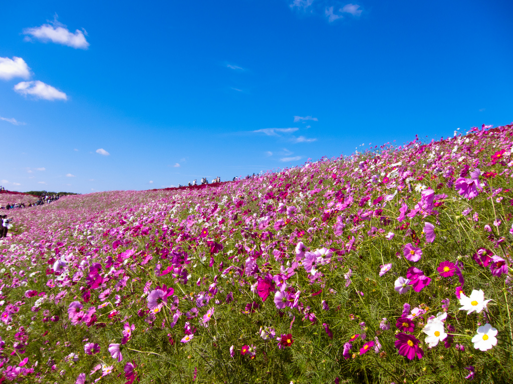 Our Amazing Planet Earth: Hitachi Seaside Park
