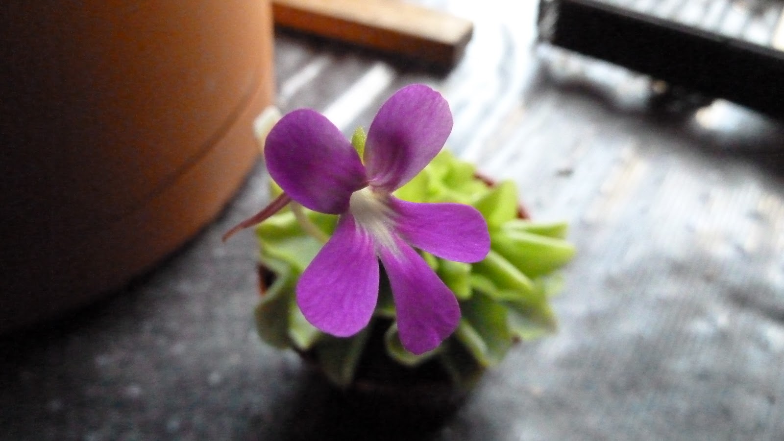 Hooray! Plants!: November 2012