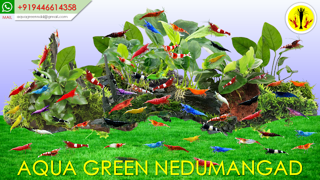 Parrotlets Basic Colour mutation and Breeding chart.