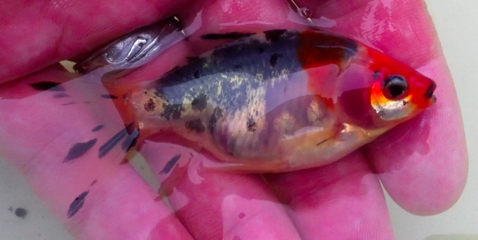 Goldfish Garage: A Two Car Fishroom: Japanese Shubunkin Standard Tail ...