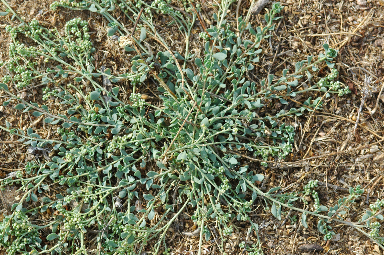 Littoral sableux : espèces annuelles d'été et espèces pérennes