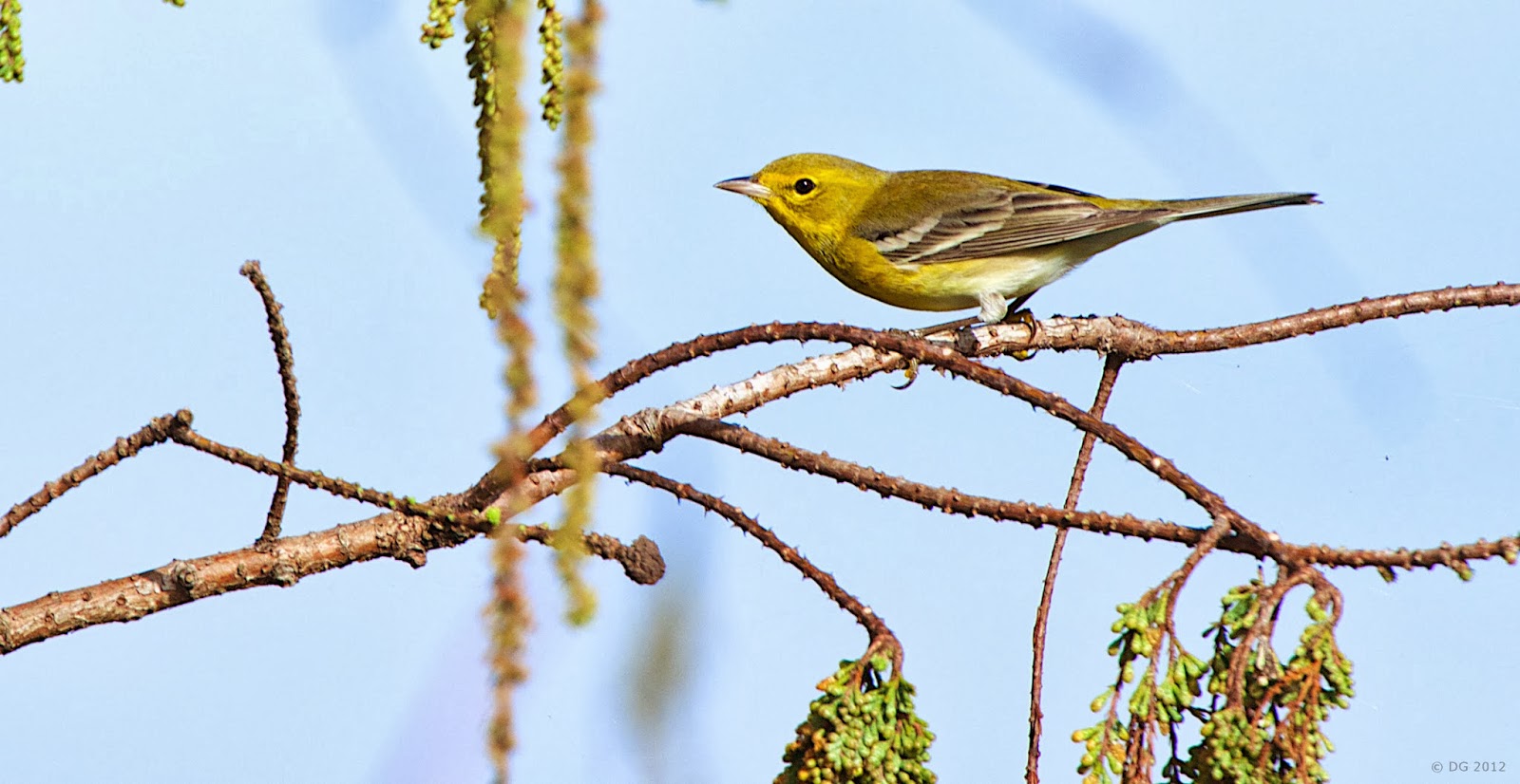 Pine Warbler