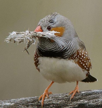 Exotic Birds: Totul despre Zebre Australiene