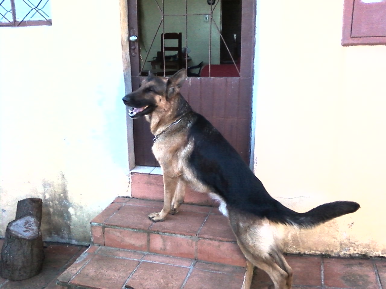 Manto Negro Adestramento: Filhote do Canil Manto Negro: Lord