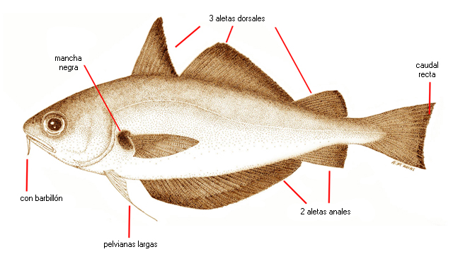 Especies marinas de interes bromatologico: Trisopterus luscus - Faneca ...