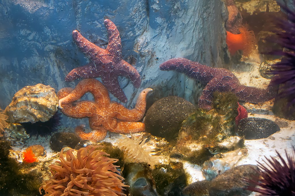 Pacific Science Center Life Sciences: How Are Our Sea Stars Doing?
