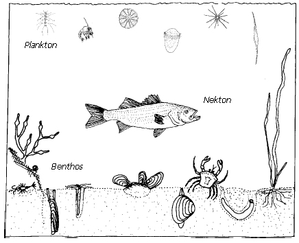 Ilmu Kelautan - Biologi Laut (Nekton Dan Bentos) | ilmu kelautan