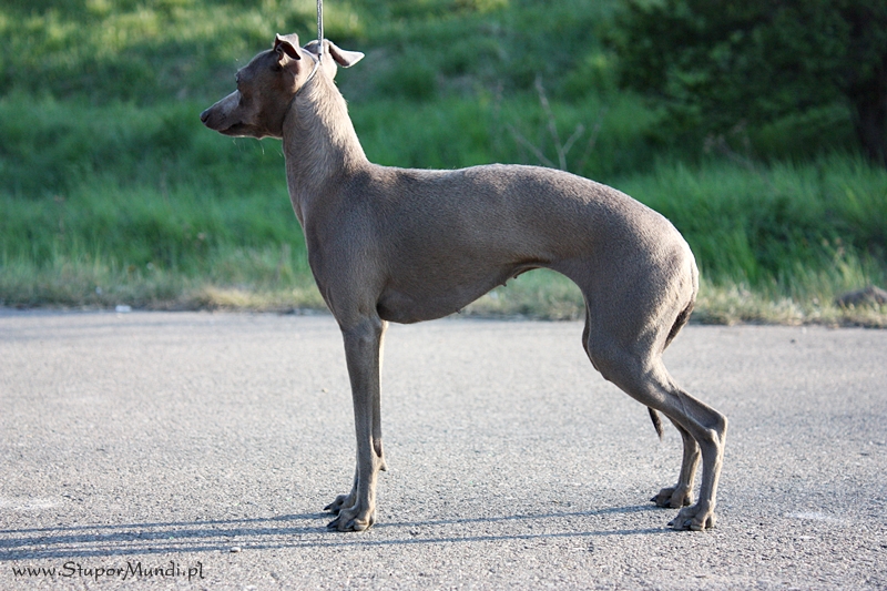 Hodowla Charcików Włoskich