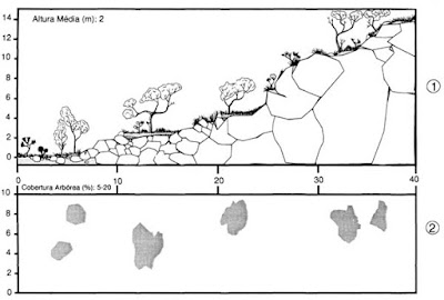 CERRADO, TE QUERO BEM...: CERRADO SENTIDO RESTRITO