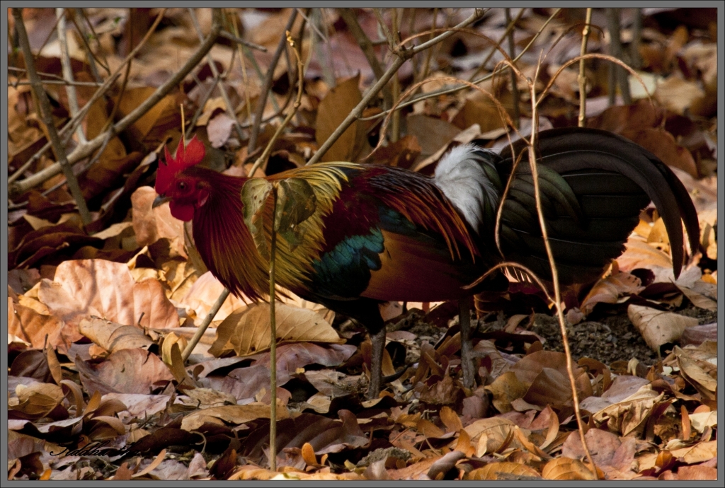 Simply Siddhartha: Corbett..Revisited