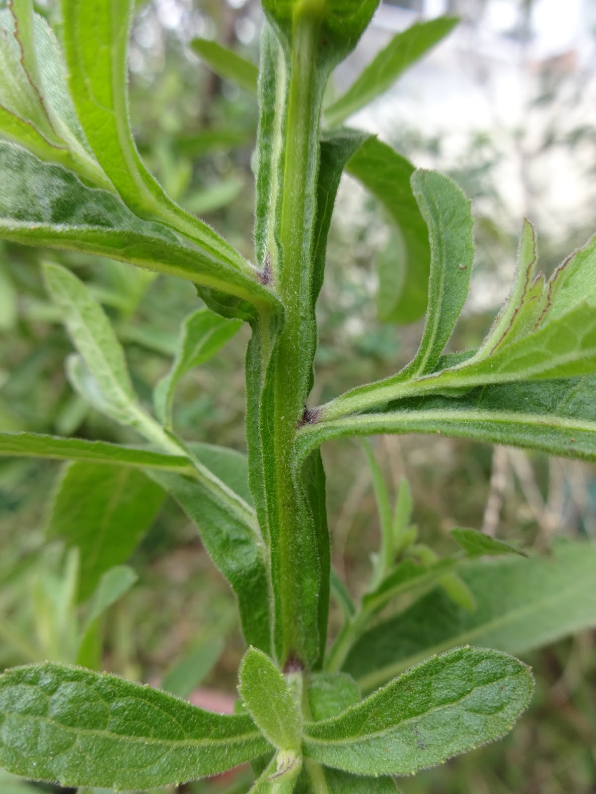 Herbs from Distant Lands: Laggera alata - Winged-Stem Laggera, Liu Leng ...